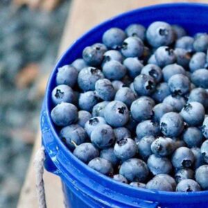 BLUE ACRES BLUEBERRY FARM - PlacerGROWN