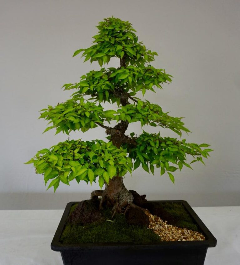 MATSUDA LANDSCAPE & BONSAI NURSERY - PlacerGROWN